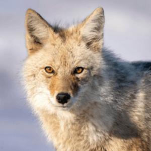 Mammifères du Québec : Identification et conseils pratiques