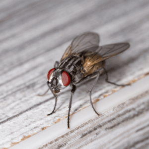 Insectes du Québec : Guide Complet et Conseils de Prévention