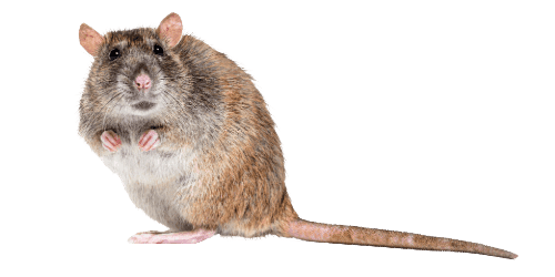 Traitement des Rongeurs à Montréal et au Québec